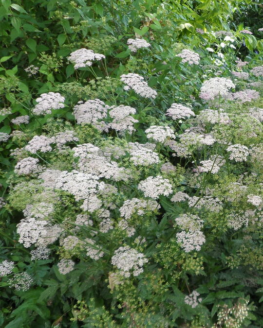 Pimpinella major 'Rosea' - Beth Chatto's Plants & Gardens