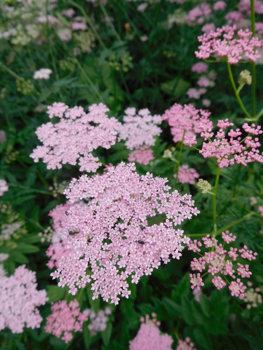 Pimpinella major 'Rosea' - Beth Chatto's Plants & Gardens