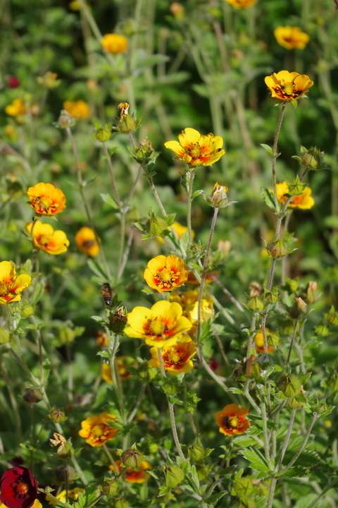 Potentilla var. argyrophylla - The Beth Chatto Gardens