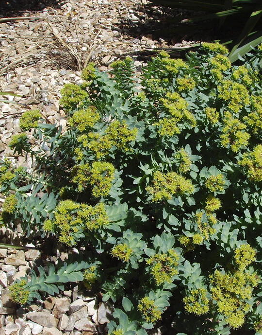 Dry area plants | Rhodiola rosea - The Beth Chatto Gardens