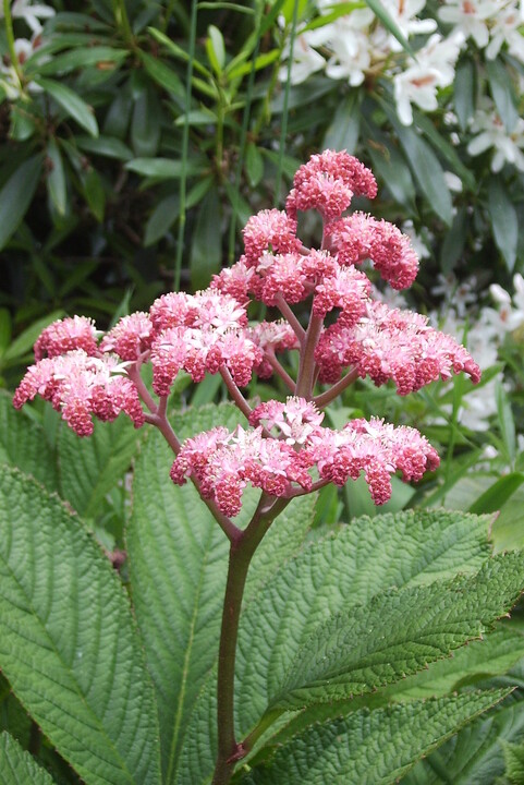 Rodgersia pinnata 'Superba' - Beth Chatto's Plants