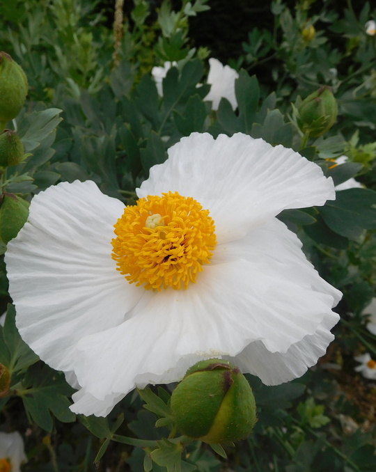 Dry Areas | Romneya Coulteri - The Beth Chatto Gardens