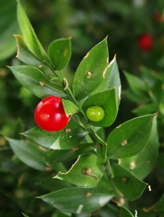 New | Ruscus Aculeatus - The Beth Chatto Gardens