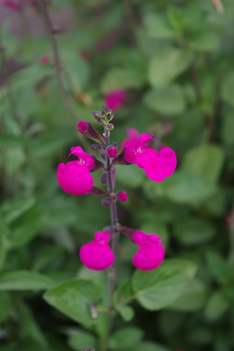 Salvia microphylla 'Watermelon' - The Beth Chatto Gardens