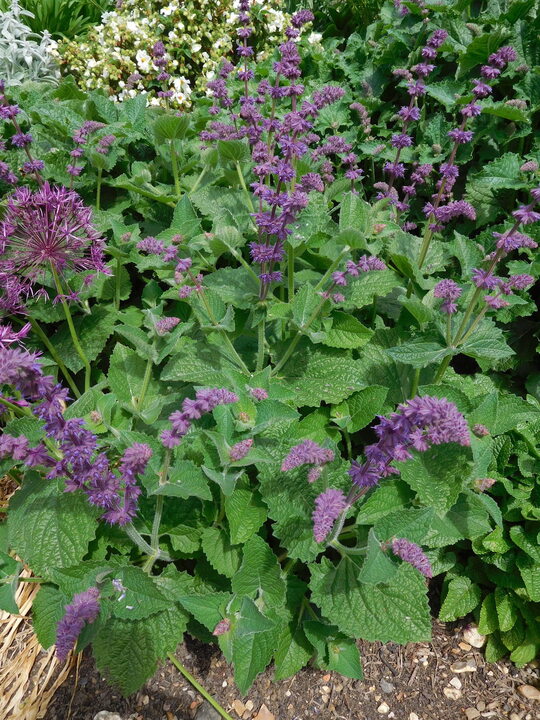 Salvia verticillata 'Purple Rain' - Beth Chatto's Plants