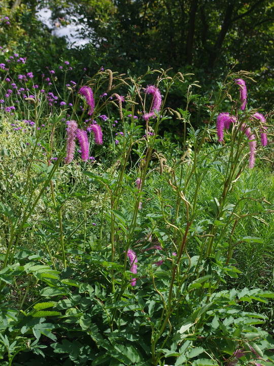 Sanguisorba hakusanensis 'Lilac Squirrel' - Beth Chatto's Plants & Gardens
