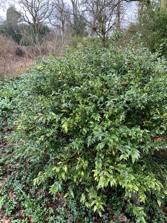 Shade | Sarcococca confusa - The Beth Chatto Gardens