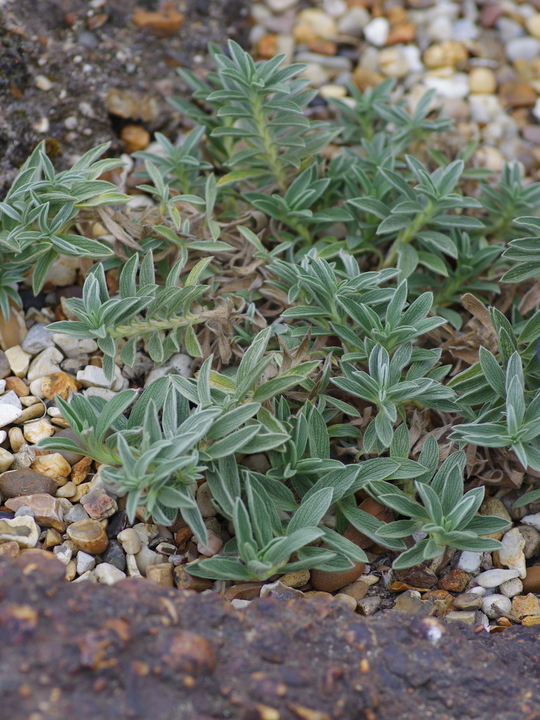 Stachys lavandulifolia - Beth Chatto's Plants & Gardens