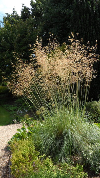Grasses > Stipa gigantea - The Beth Chatto Gardens