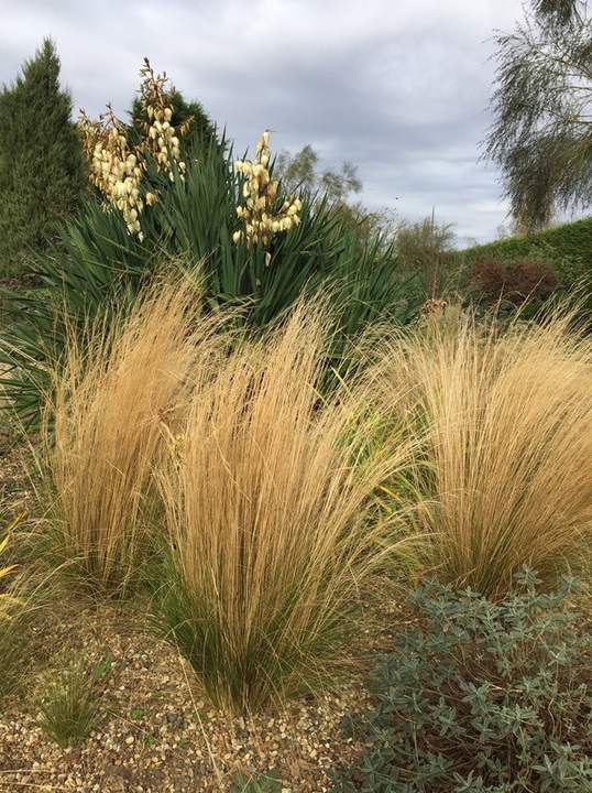Grasses > Stipa tenuissima - The Beth Chatto Gardens