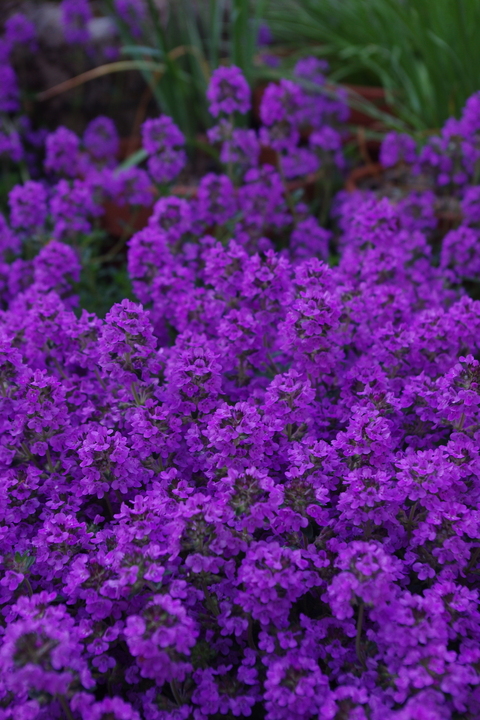 Dry Areas | Thymus 'Redstart' - The Beth Chatto Gardens