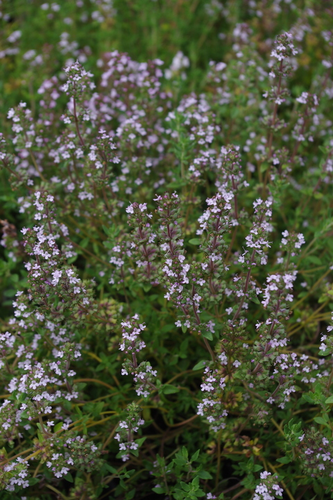 Thymus vulgaris - Beth Chatto's Plants & Gardens