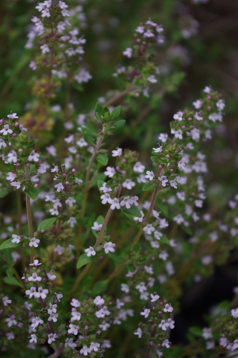 Thymus vulgaris - Beth Chatto's Plants & Gardens