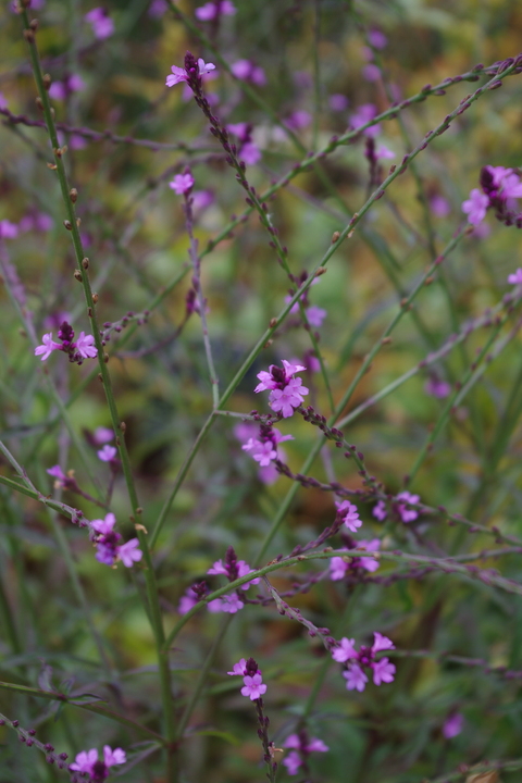 Verbena officinalis 'Bampton' - The Beth Chatto Gardens