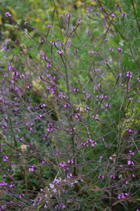 Verbena officinalis 'Bampton' - The Beth Chatto Gardens
