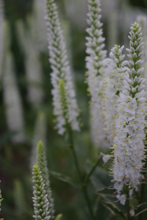 Veronica longifolia 'Charlotte' - Beth Chatto's Plants & Gardens