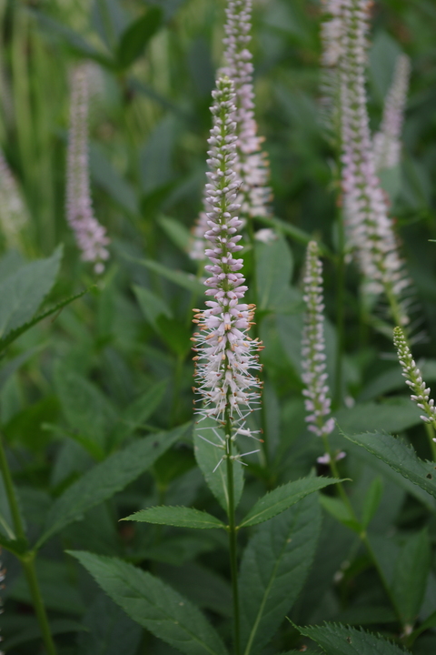 Veronicastrum virginicum 'Album' - Beth Chatto's Plants & Gardens