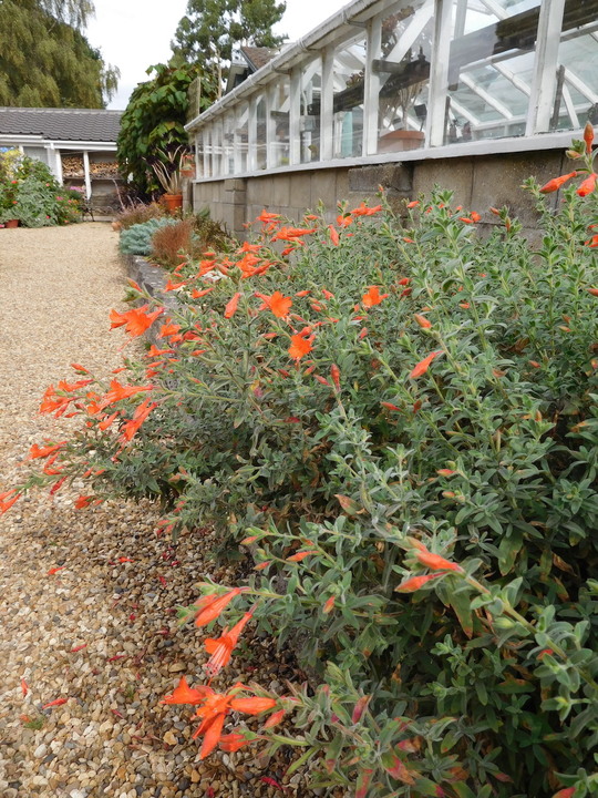 Zauschneria 'Ed Carman' - The Beth Chatto Gardens