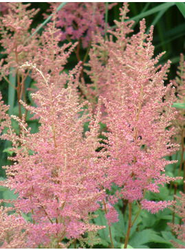 Astilbe 'Fanal' (x arendsii) - Beth Chatto's Plants & Gardens
