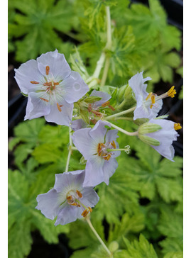 Geranium | Border forms - Beth Chatto's Plants & Gardens