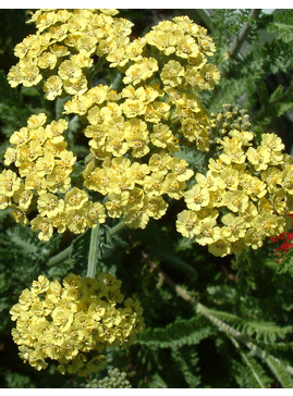 Achillea | Border forms - Beth Chatto's Plants & Gardens