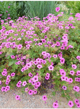 Geranium | Border forms - Beth Chatto's Plants & Gardens