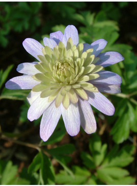 Anemone | Dwarf forms - Beth Chatto's Plants & Garden