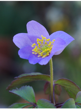 Anemone | Dwarf forms - Beth Chatto's Plants & Garden