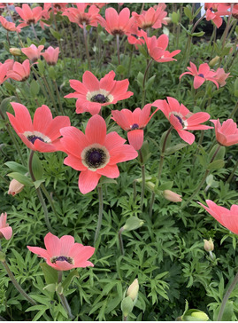 Anemone | Dwarf forms - Beth Chatto's Plants & Garden