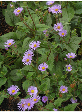 Name > A - B > Aster - Beth Chatto's Plants & Gardens