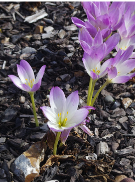 Colchicum speciosum 'Album' - Beth Chatto's Plants