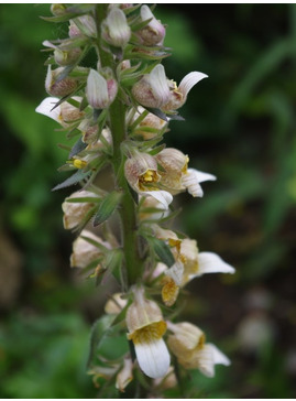 Name > C - D > Digitalis - Beth Chatto's Plants & Gardens