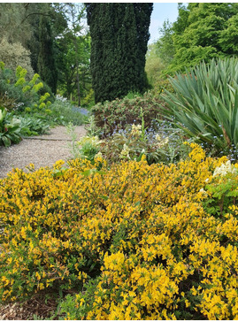 Name > E - H > Genista - Beth Chatto's Plants & Gardens