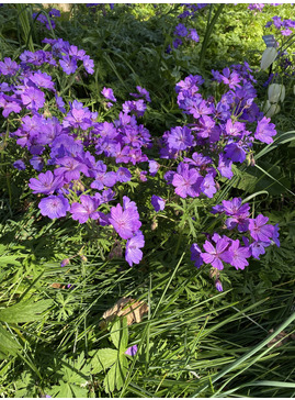 Geranium pyrenaicum 'Isparta' - The Beth Chatto Gardens