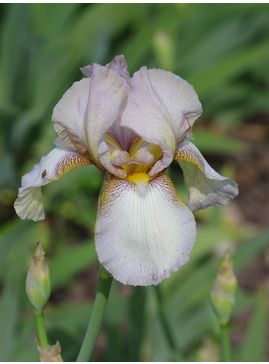 Iris - Cedric Morris cultivars - The Beth Chatto Gardens