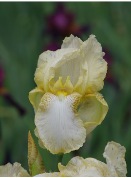 Iris - Cedric Morris cultivars - The Beth Chatto Gardens