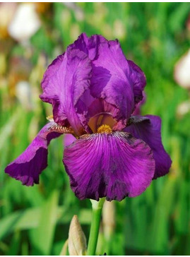 Iris - Cedric Morris cultivars - The Beth Chatto Gardens