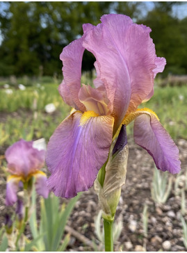 Iris - Cedric Morris cultivars - The Beth Chatto Gardens