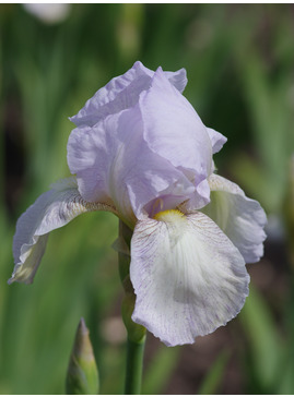 Iris 'Benton Duff' - Beth Chatto's Plants & Gardens