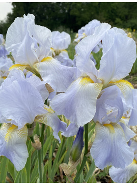 Iris - Cedric Morris cultivars - The Beth Chatto Gardens