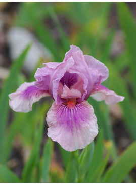 Name > I - N > Iris - Beth Chatto's Plants & Gardens