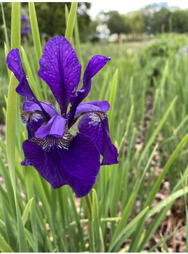 Name > I - N > Iris - Beth Chatto's Plants & Gardens