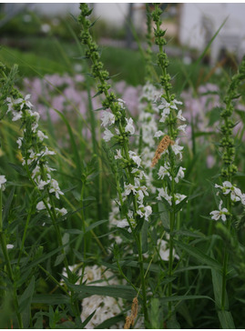 Name > I - N > Lythrum - Beth Chatto's Plants & Gardens