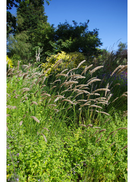 Grasses | Melica - Beth Chatto's Plants & Gardens