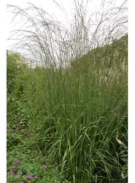 Grasses | Molinia - Beth Chatto's Plants & Gardens