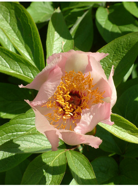Name > O - R > Paeonia - Beth Chatto's Plants & Gardens