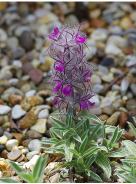 Name > S - Z > Stachys - Beth Chatto's Plants & Gardens