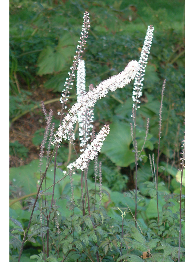 Actaea simplex Atropurpurea - The Beth Chatto Gardens