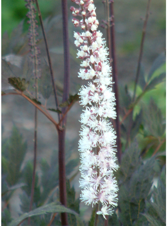 Actaea simplex 'Brunette' - The Beth Chatto Gardens