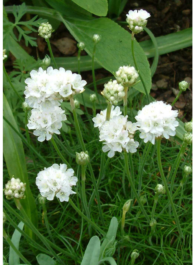Plants | Armeria Maritima 'Alba' - The Beth Chatto Gardens